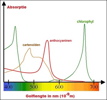 Mijmeringen: Over herfstkleuren